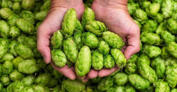 Nuestra composición de lúpulo exclusiva para la Radeberger Pilsner